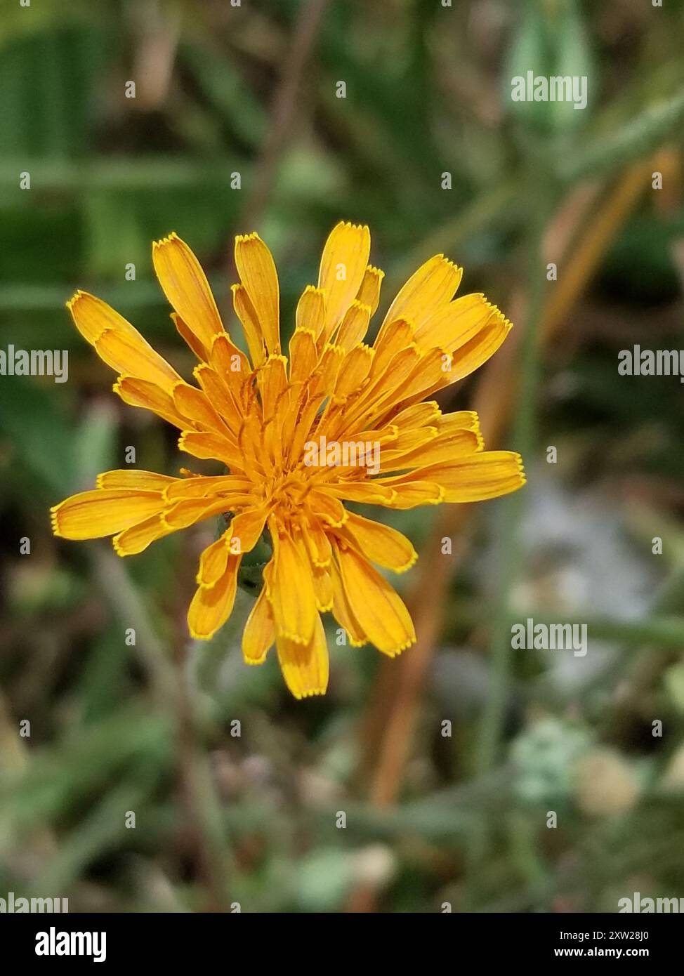 orange agoseris (Agoseris aurantiaca) Plantae Stock Photo - Alamy