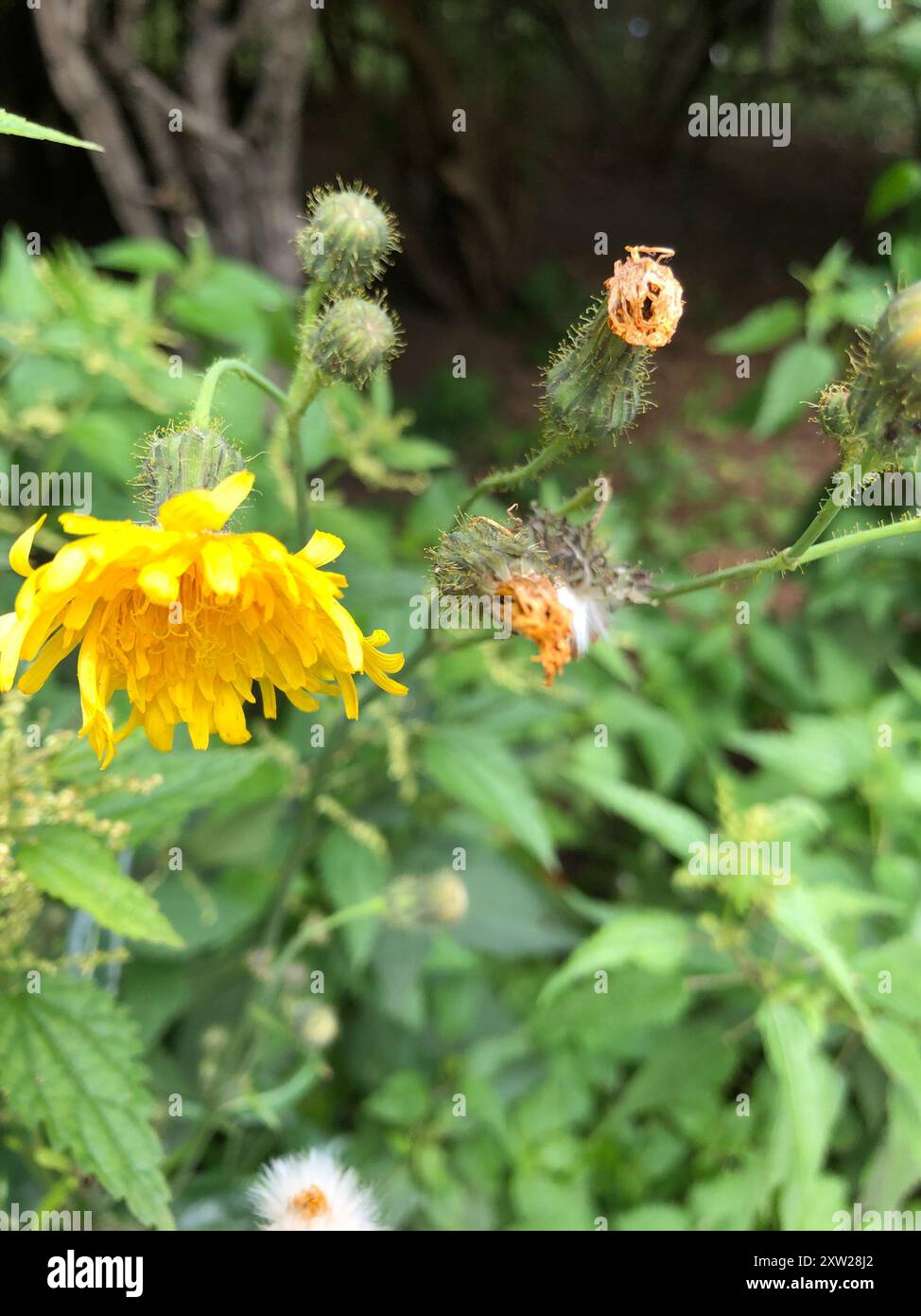 glandular field sowthistle (Sonchus arvensis arvensis) Plantae Stock ...