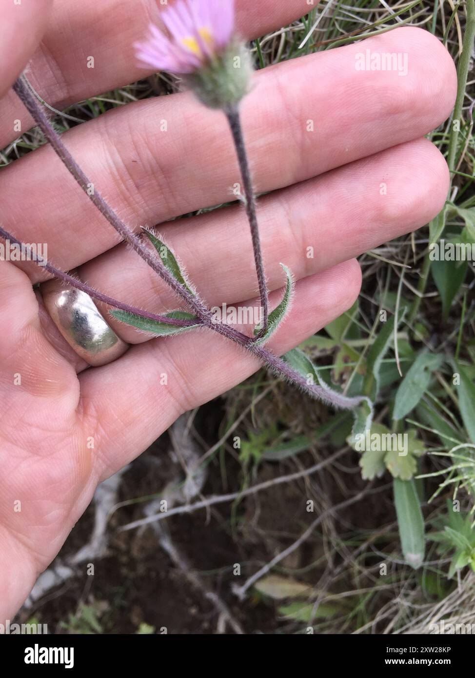Alpine Fleabane (Erigeron borealis) Plantae Stock Photo - Alamy