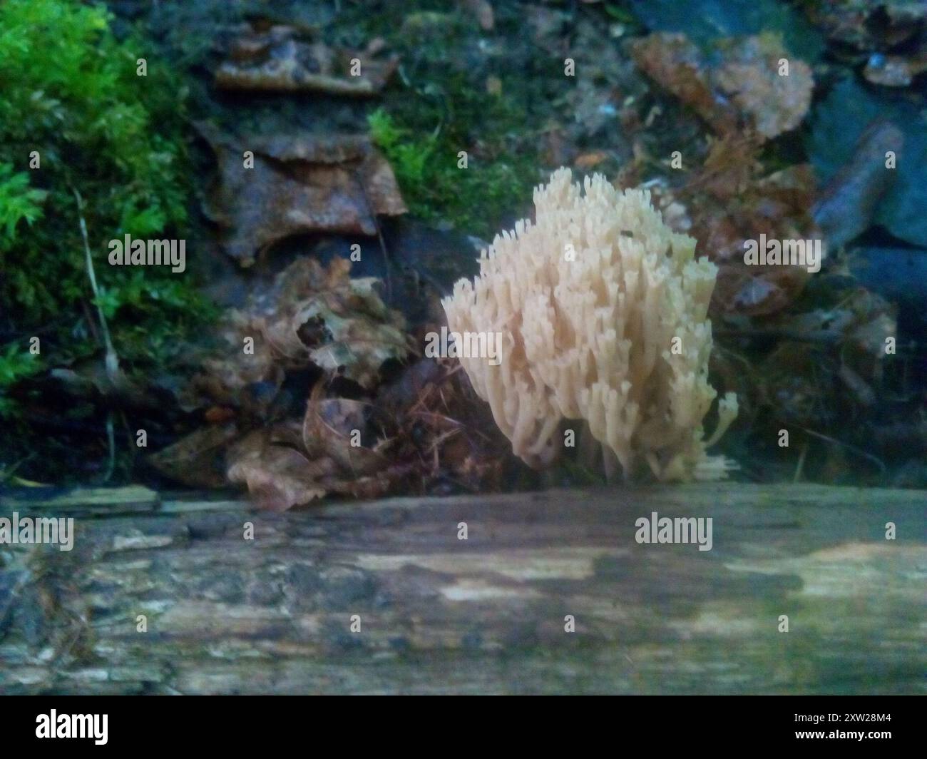crown-tipped coral fungus (Artomyces pyxidatus) Fungi Stock Photo - Alamy