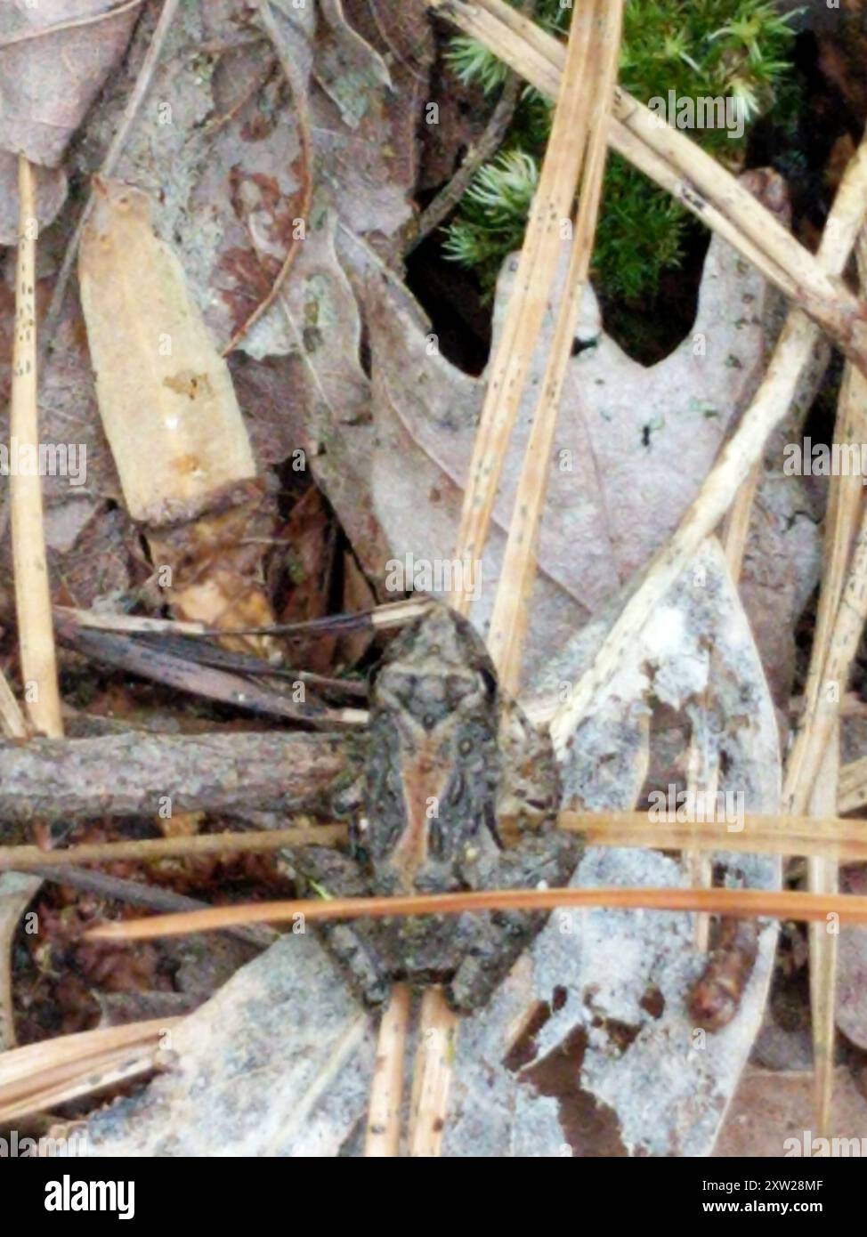 Northern Cricket Frog (Acris crepitans) Amphibia Stock Photo - Alamy