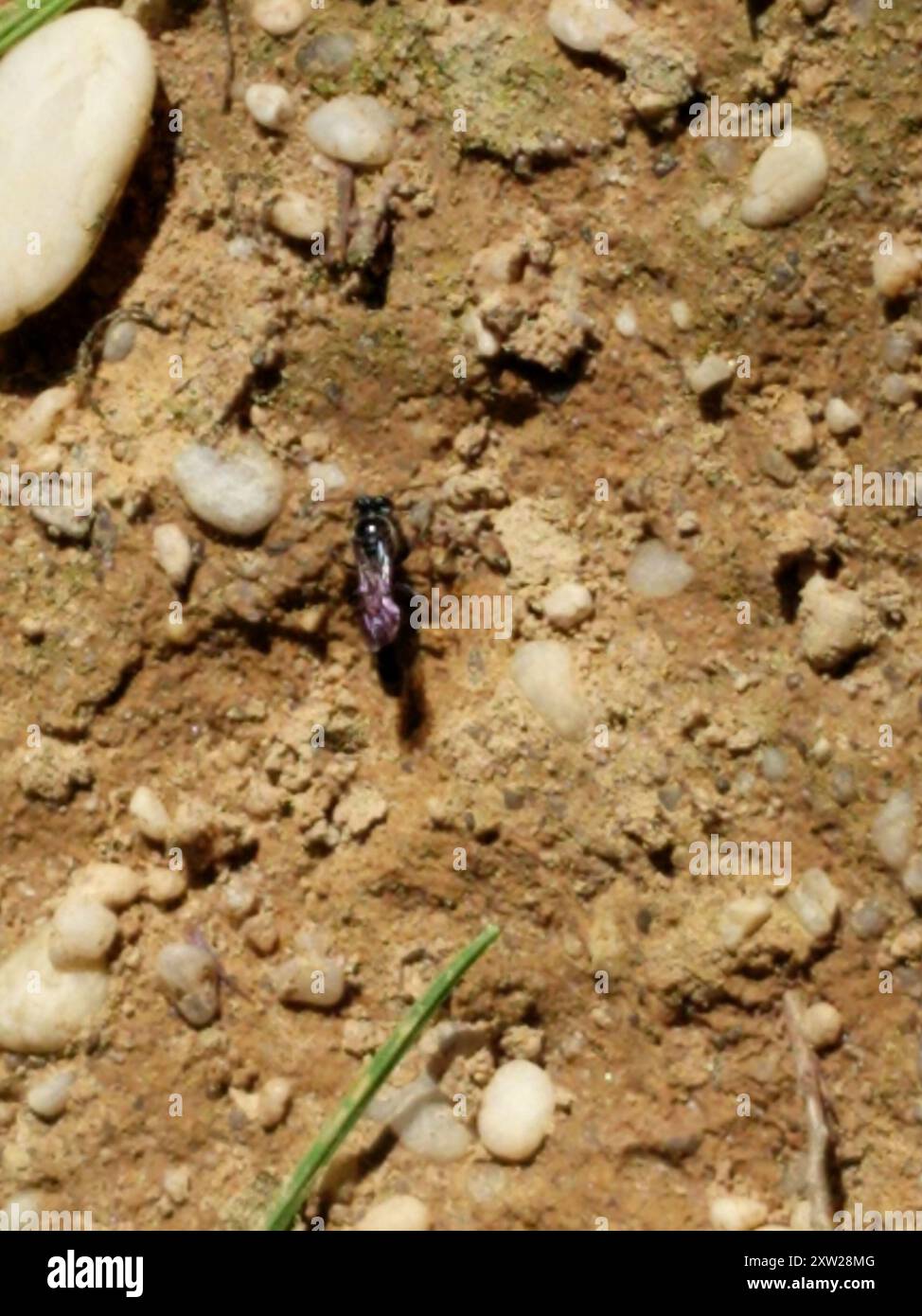 Bees and Apoid Wasps (Apoidea) Insecta Stock Photo - Alamy