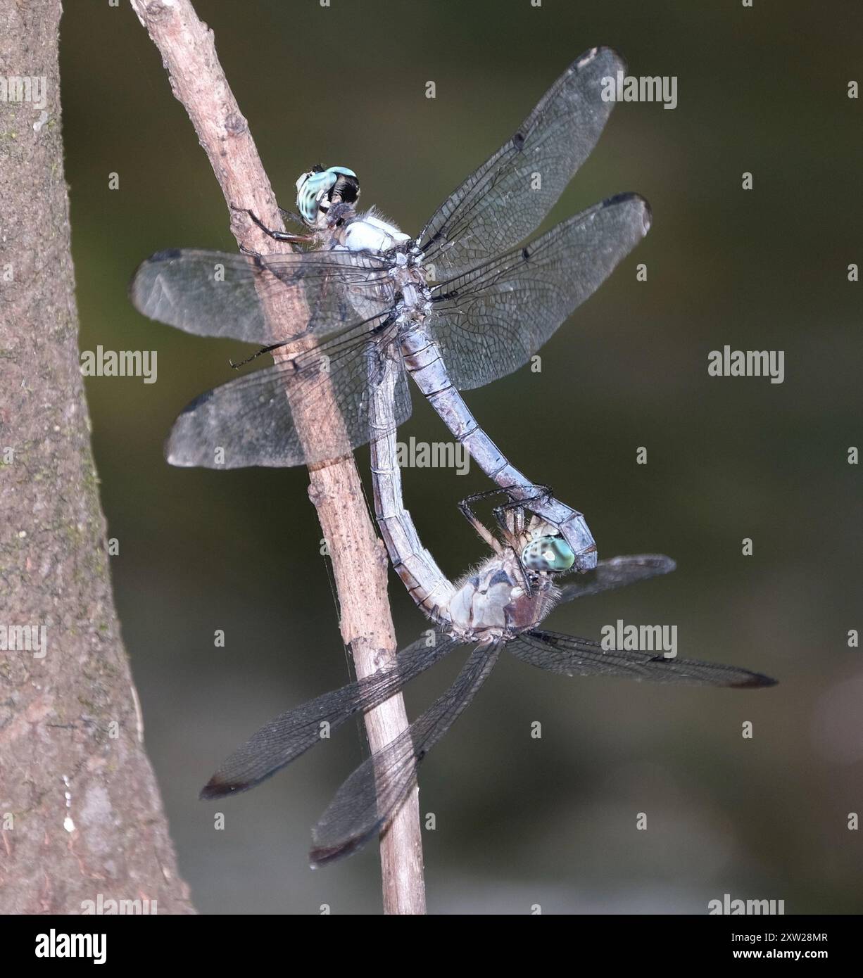 Great Blue Skimmer (Libellula vibrans) Insecta Stock Photo - Alamy
