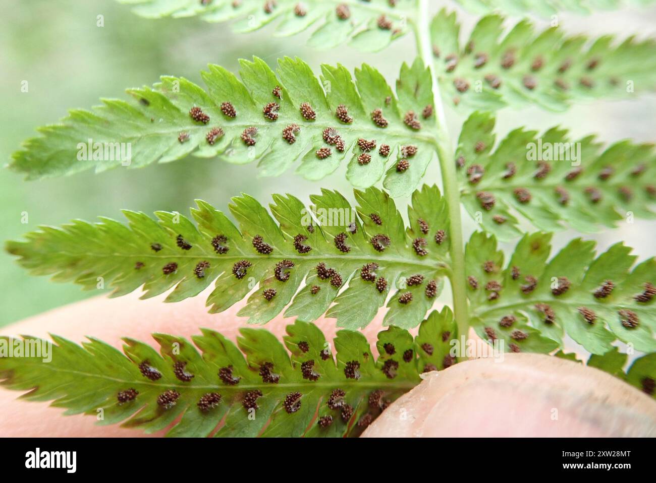 lady fern (Athyrium filix-femina) Plantae Stock Photo - Alamy