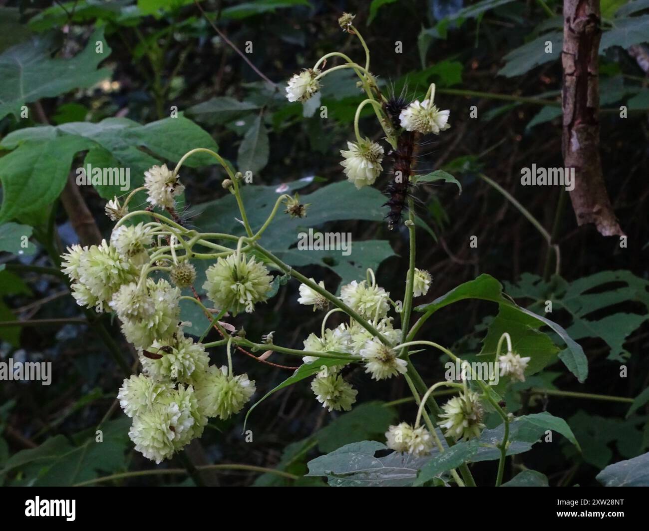 Tree Daisy (Montanoa grandiflora) Plantae Stock Photo - Alamy