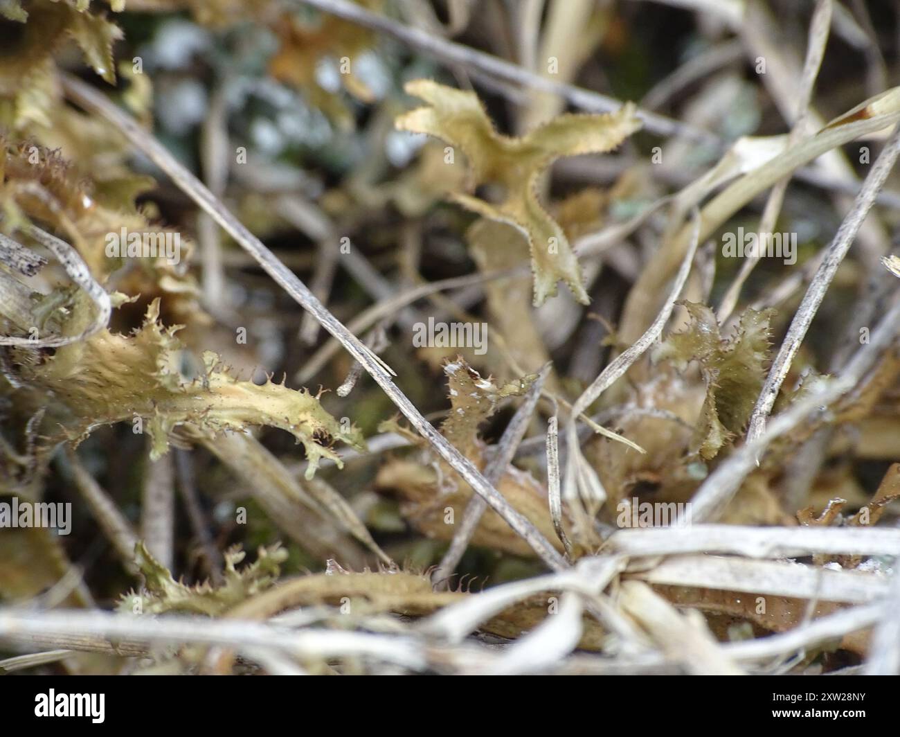 Sand-loving Iceland Lichen (Cetraria arenaria) Fungi Stock Photo - Alamy