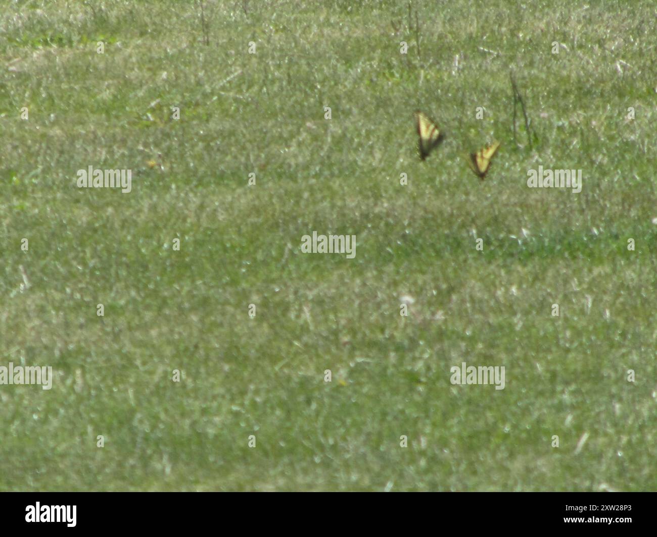 Western Tiger Swallowtail (Papilio rutulus) Insecta Stock Photo - Alamy
