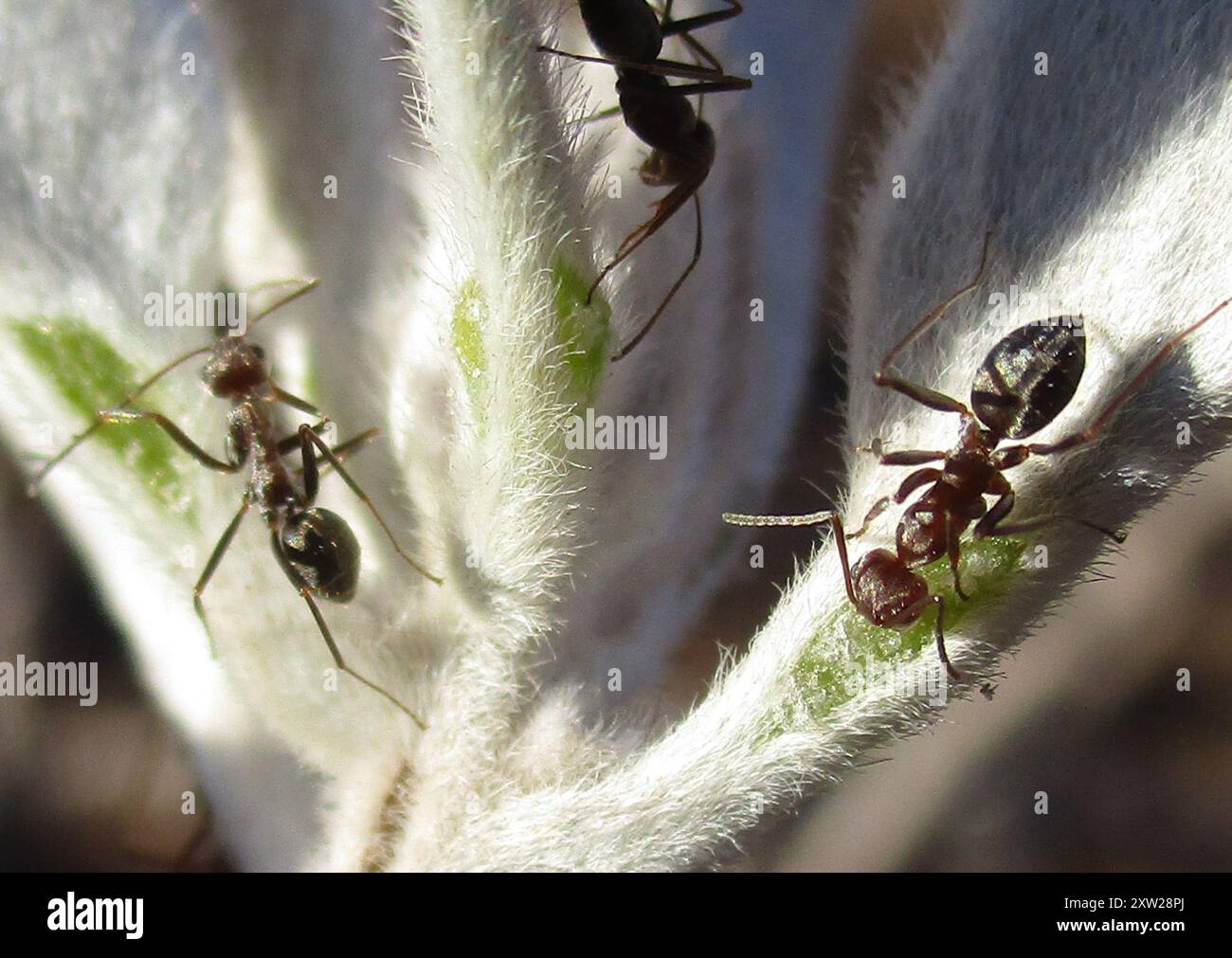 Large Pugnacious Ant (Anoplolepis custodiens) Insecta Stock Photo - Alamy