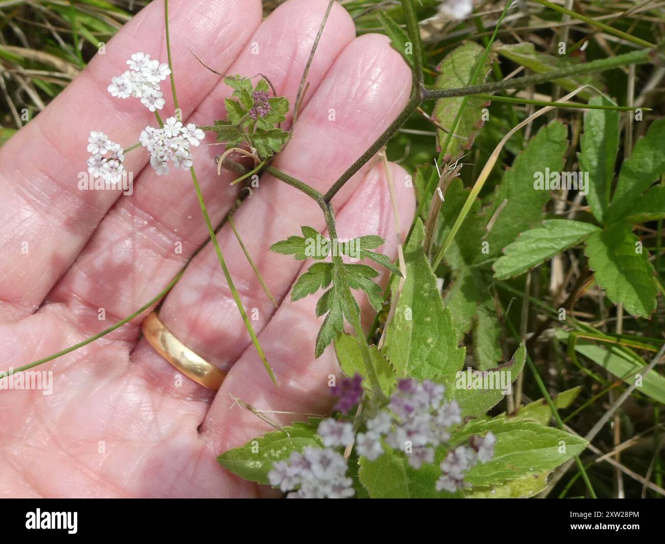upright hedge-parsley (Torilis japonica) Plantae Stock Photo - Alamy