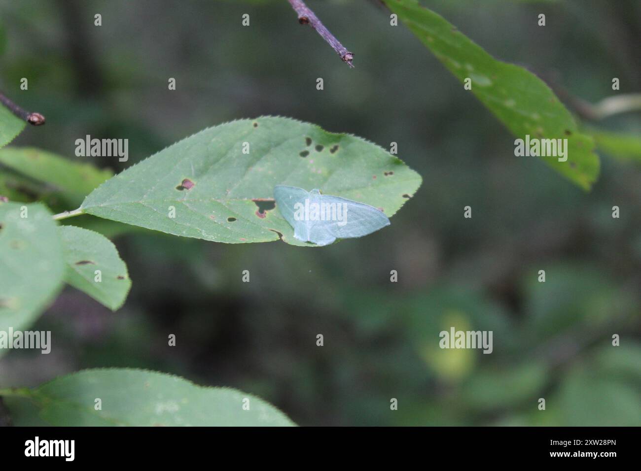 Bad-wing Moth (Dyspteris abortivaria) Insecta Stock Photo - Alamy