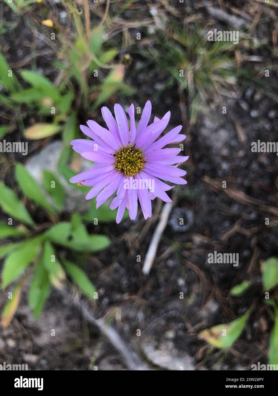 asters and allies (Astereae) Plantae Stock Photo - Alamy