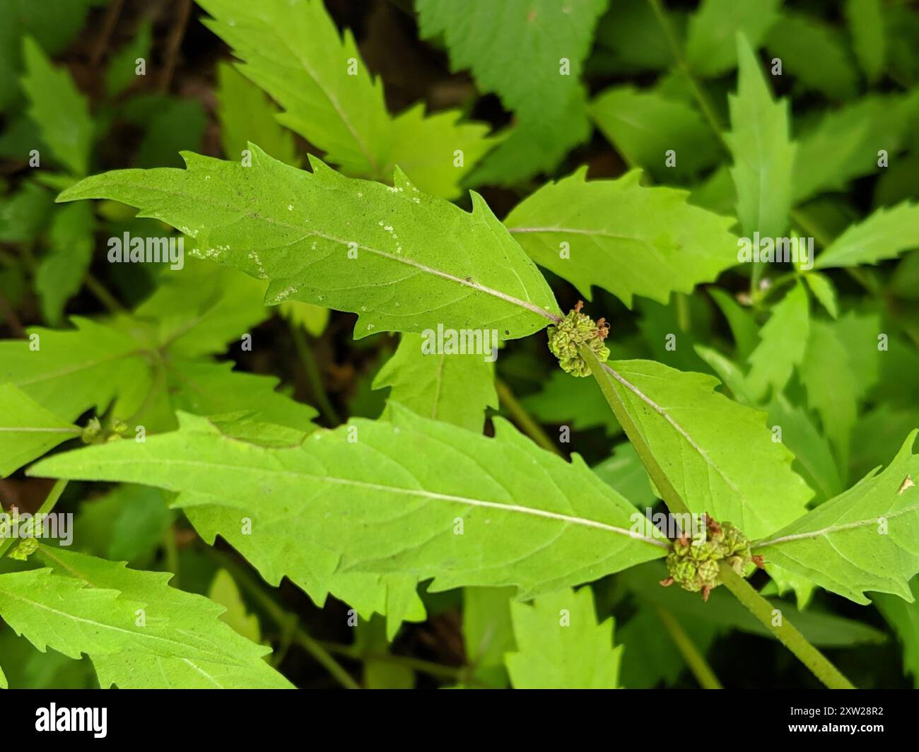 northern bugleweed (Lycopus uniflorus) Plantae Stock Photo - Alamy