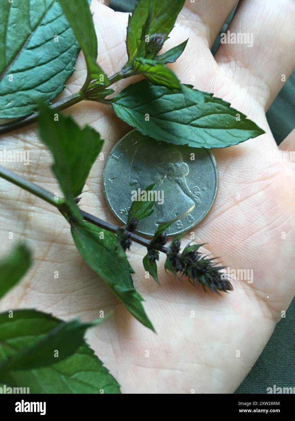 Peppermint (Mentha × piperita) Plantae Stock Photo - Alamy
