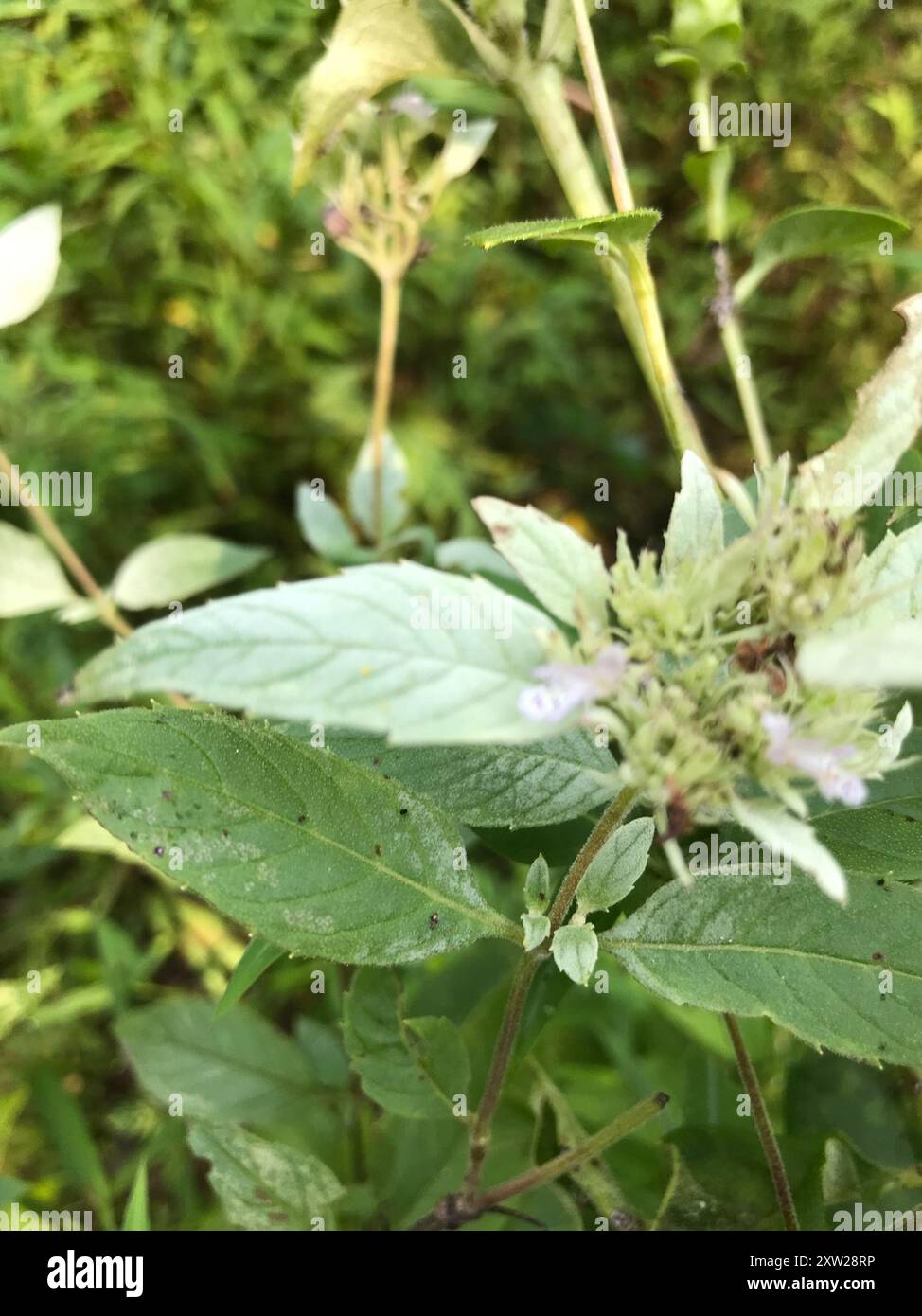 mountain mints (Pycnanthemum) Plantae Stock Photo - Alamy