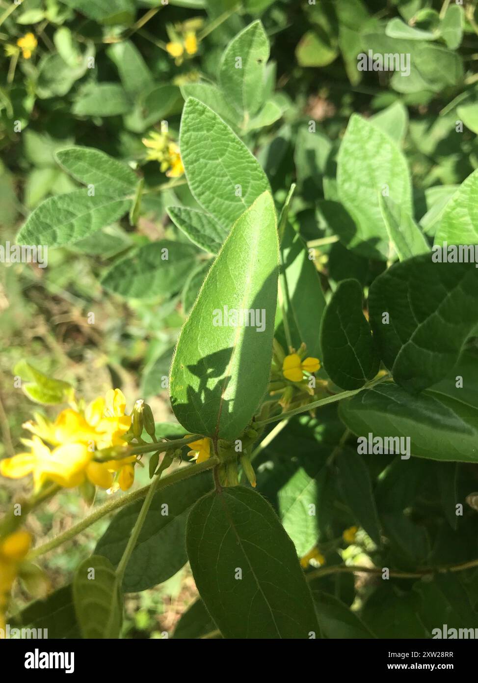 Twining Snoutbean (Rhynchosia tomentosa) Plantae Stock Photo - Alamy