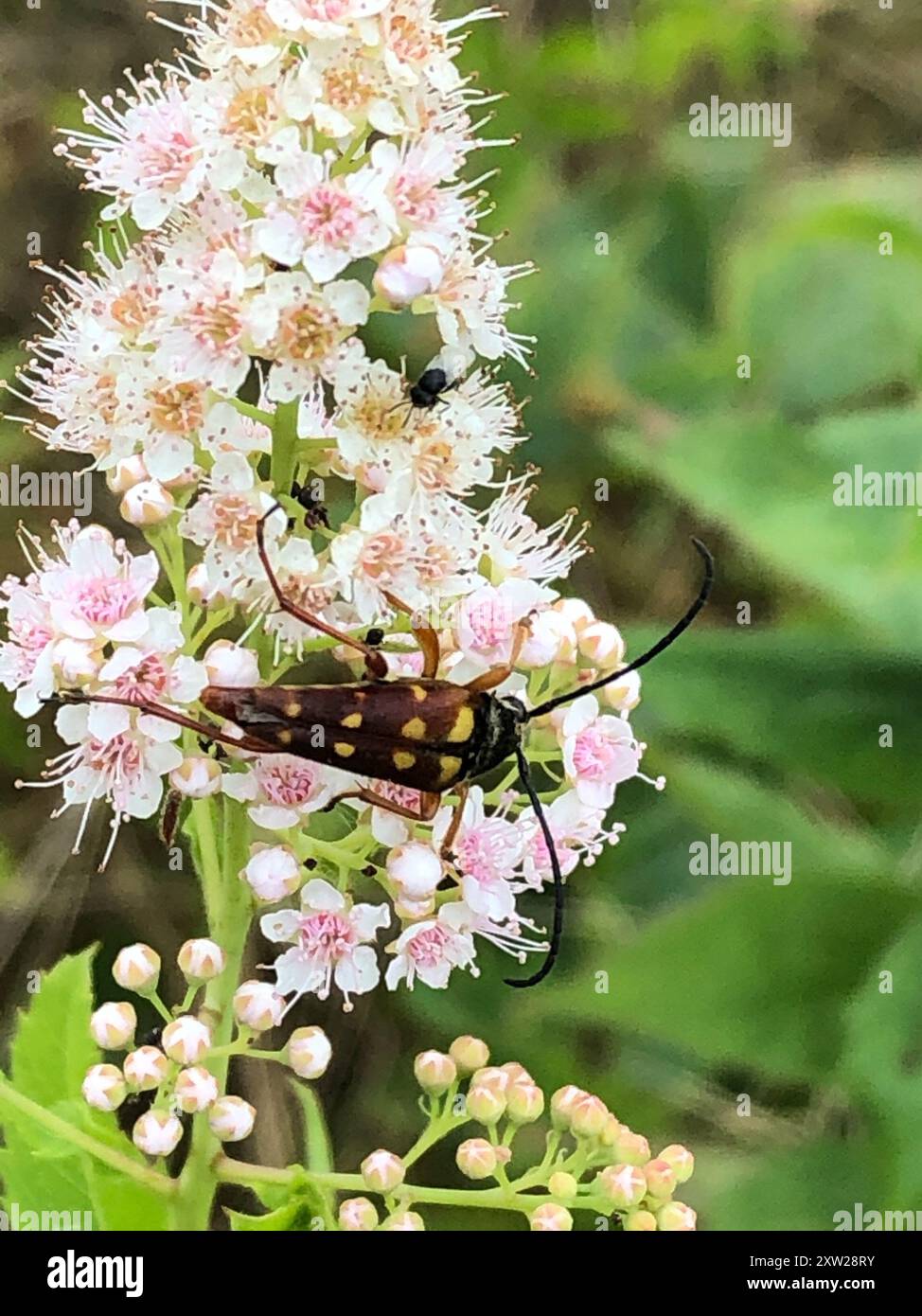 white meadowsweet (Spiraea alba) Plantae Stock Photo - Alamy