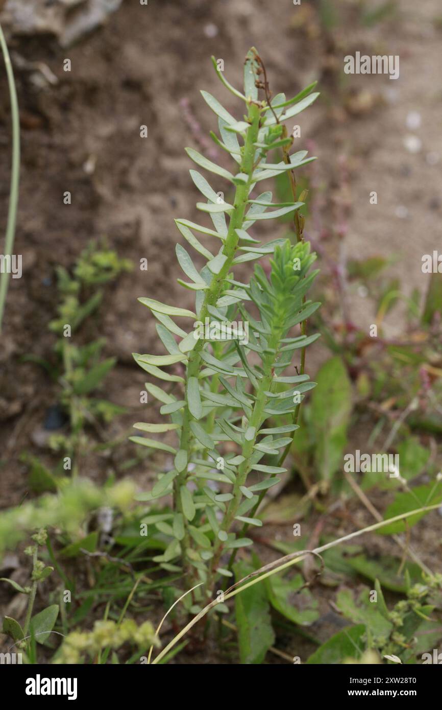 Sea Spurge (Euphorbia paralias) Plantae Stock Photo - Alamy