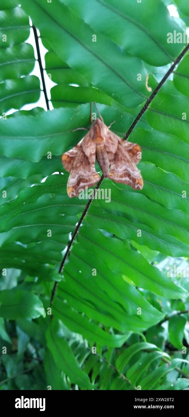 Small-eyed Sphinx (Paonias myops) Insecta Stock Photo - Alamy
