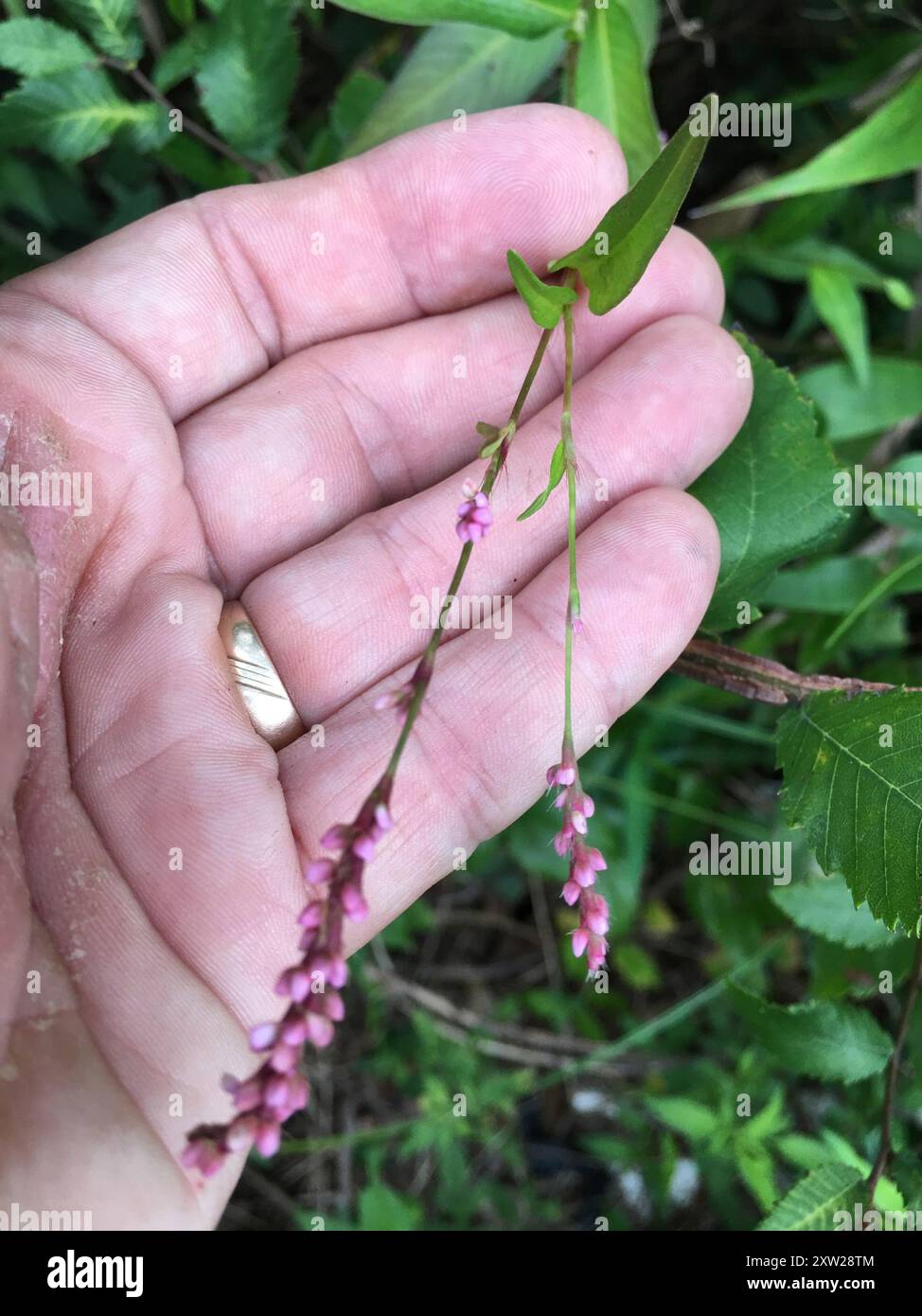 low smartweed (Persicaria longiseta) Plantae Stock Photo - Alamy