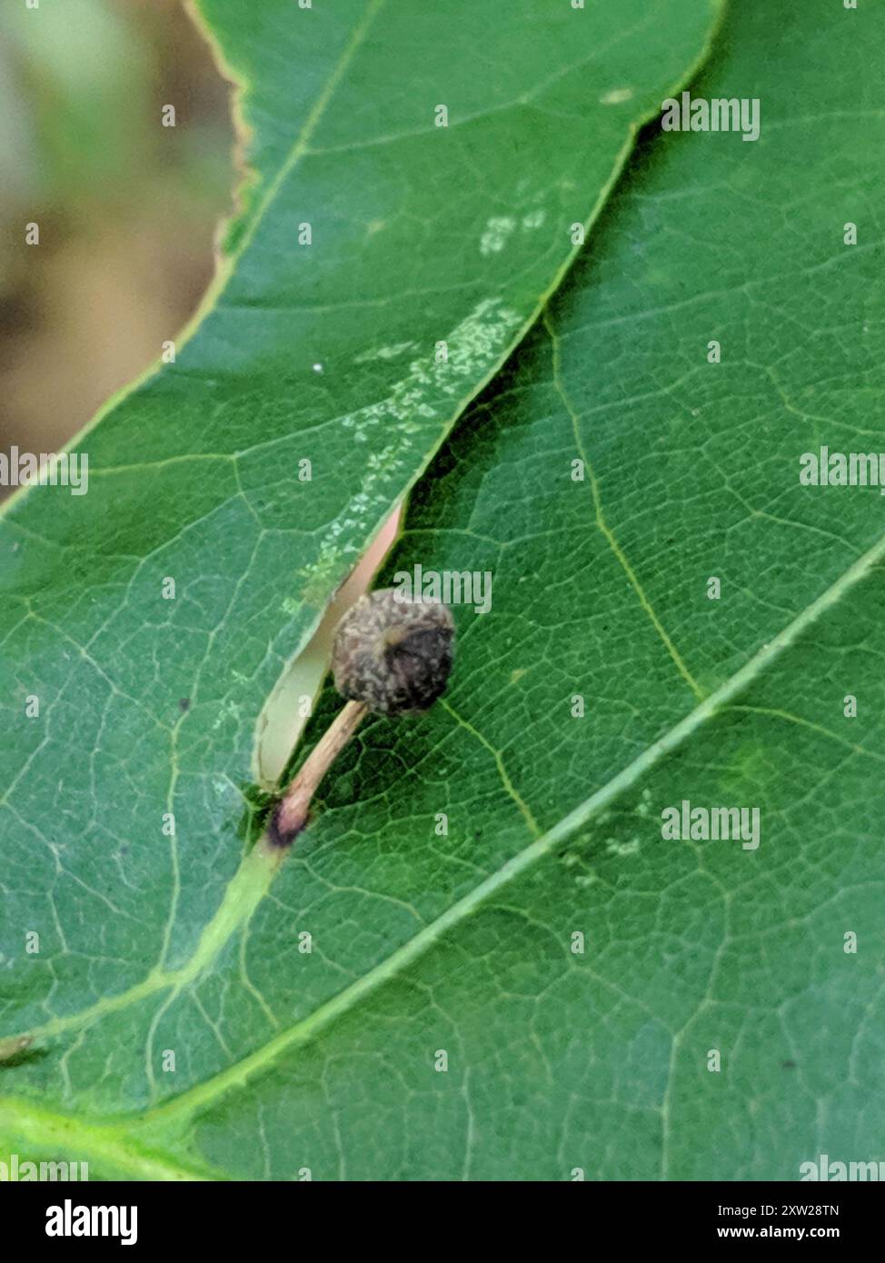 (Callirhytis pedunculata) Insecta Stock Photo - Alamy