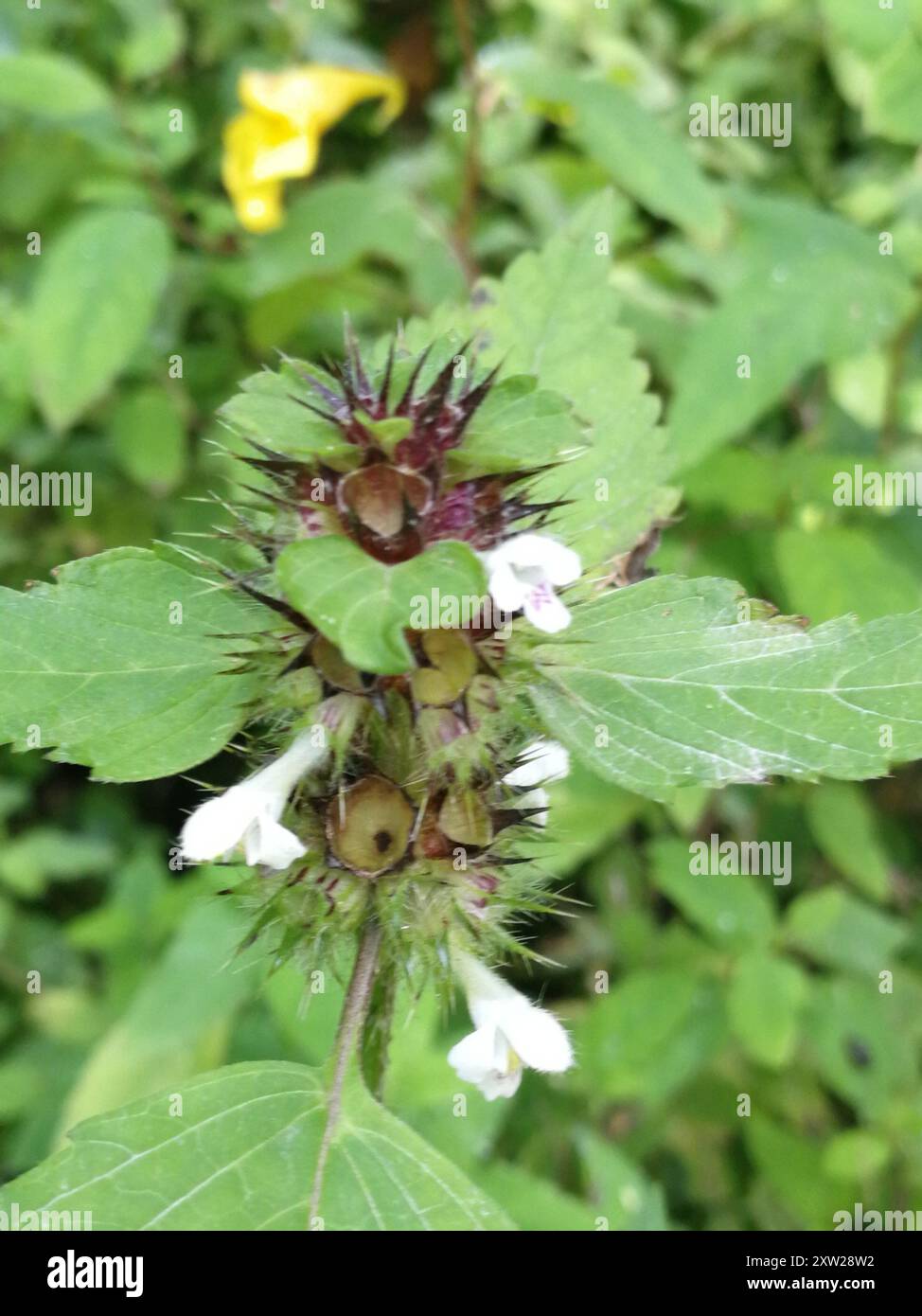 Common hemp-nettle (Galeopsis tetrahit) Plantae Stock Photo - Alamy