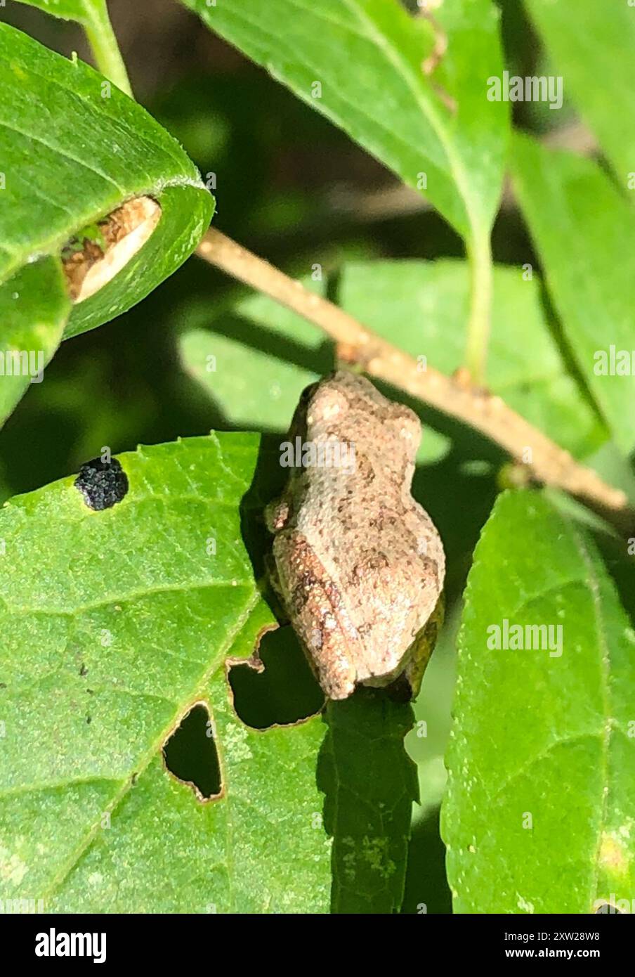 Spring Peeper (Pseudacris crucifer) Amphibia Stock Photo - Alamy