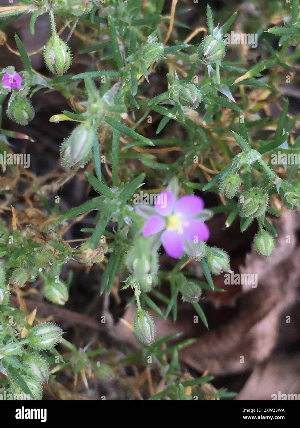 Red Sand Spurrey (Spergularia rubra) Plantae Stock Photo - Alamy