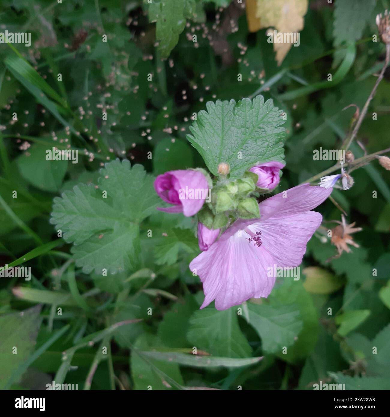 musk mallow (Malva moschata) Plantae Stock Photo - Alamy