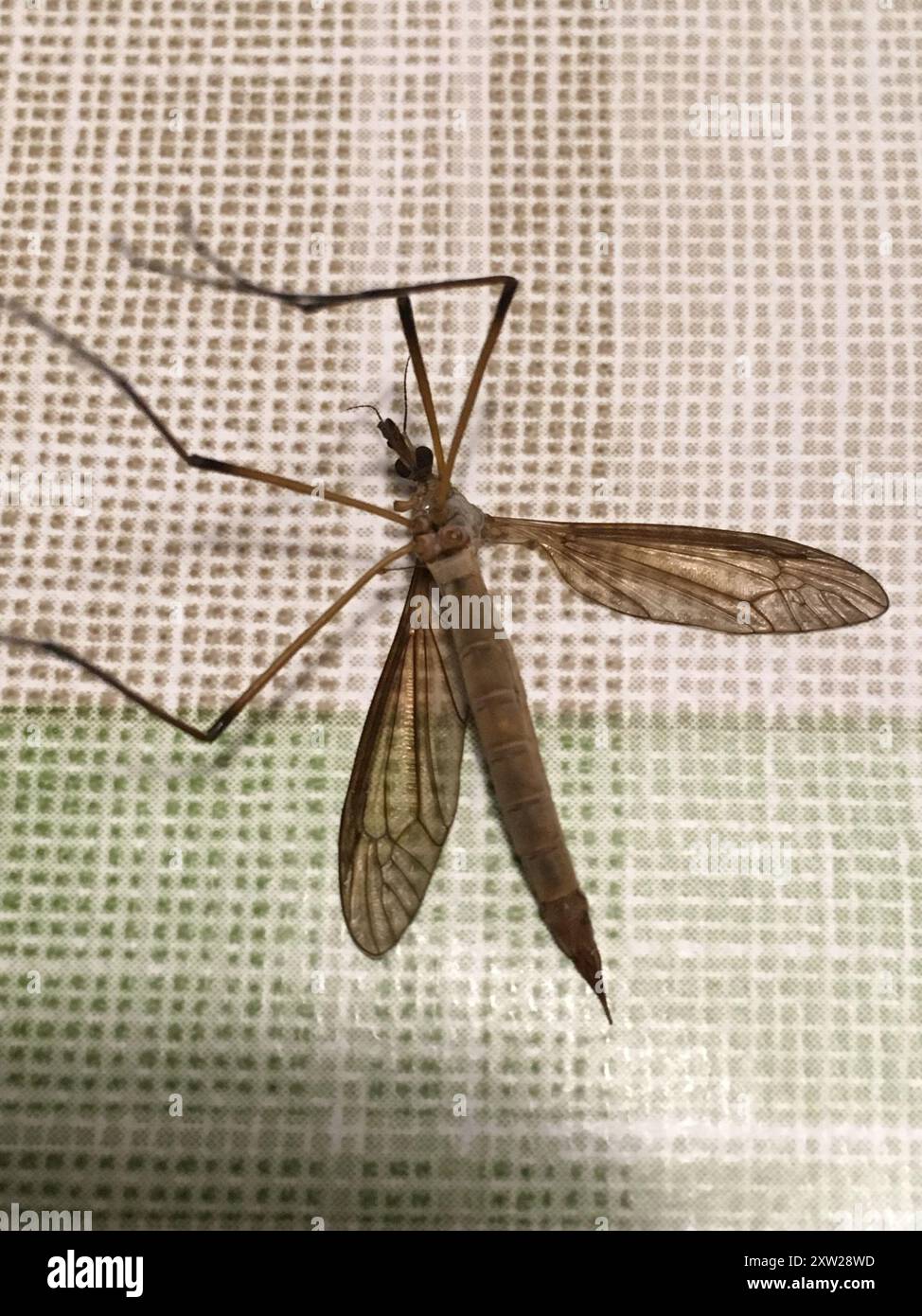 European Crane Fly (Tipula paludosa) Insecta Stock Photo - Alamy