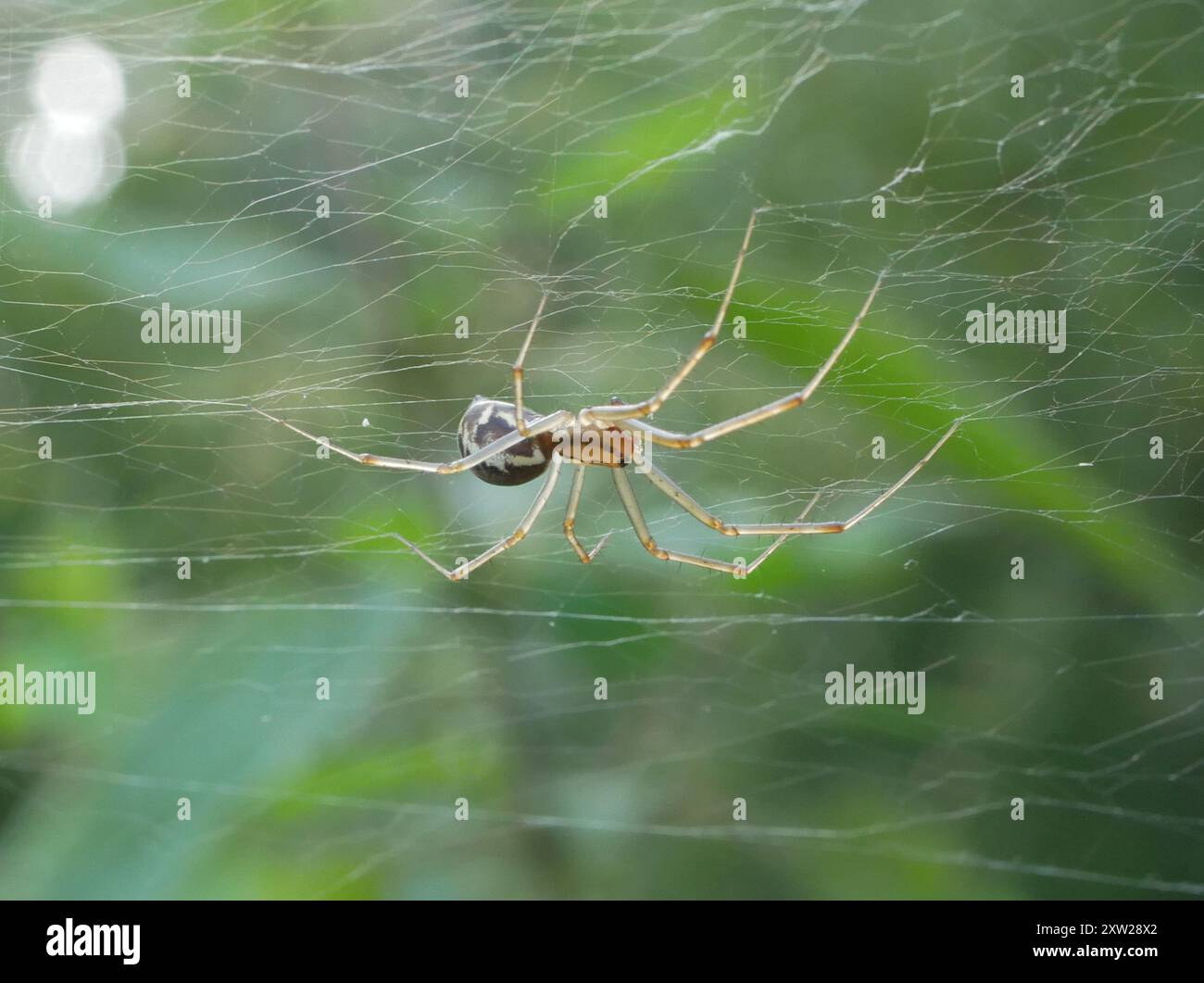 Sheetweb Spiders (Linyphia) Arachnida Stock Photo - Alamy