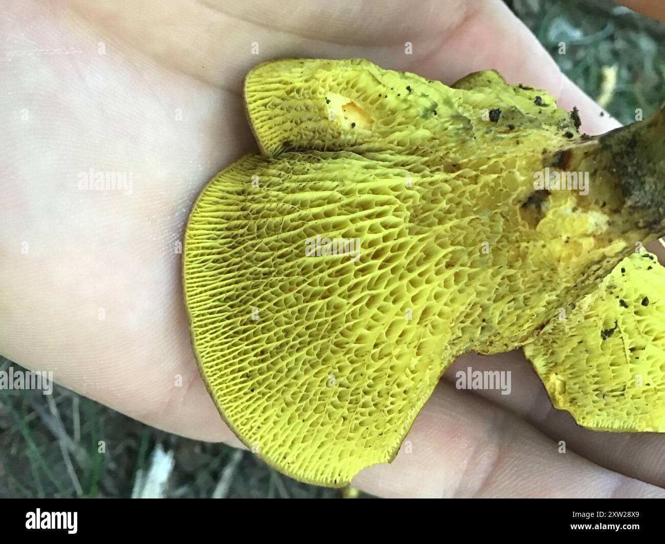 ash-tree bolete (Boletinellus merulioides) Fungi Stock Photo - Alamy
