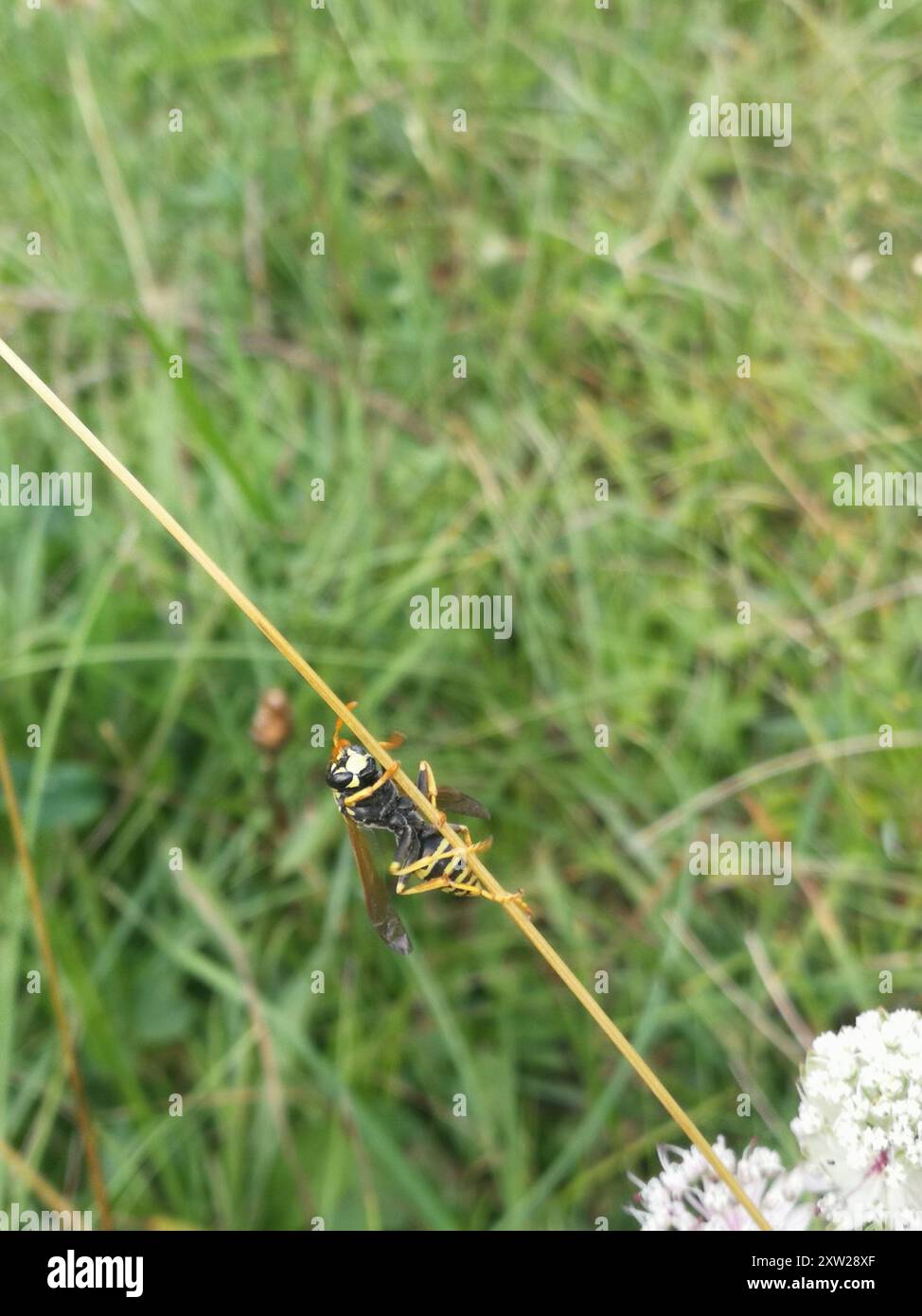European Paper Wasp (Polistes dominula) Insecta Stock Photo - Alamy