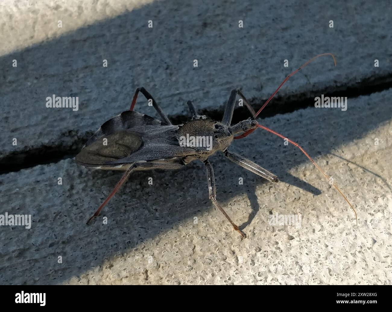 North American Wheel Bug (Arilus cristatus) Insecta Stock Photo - Alamy