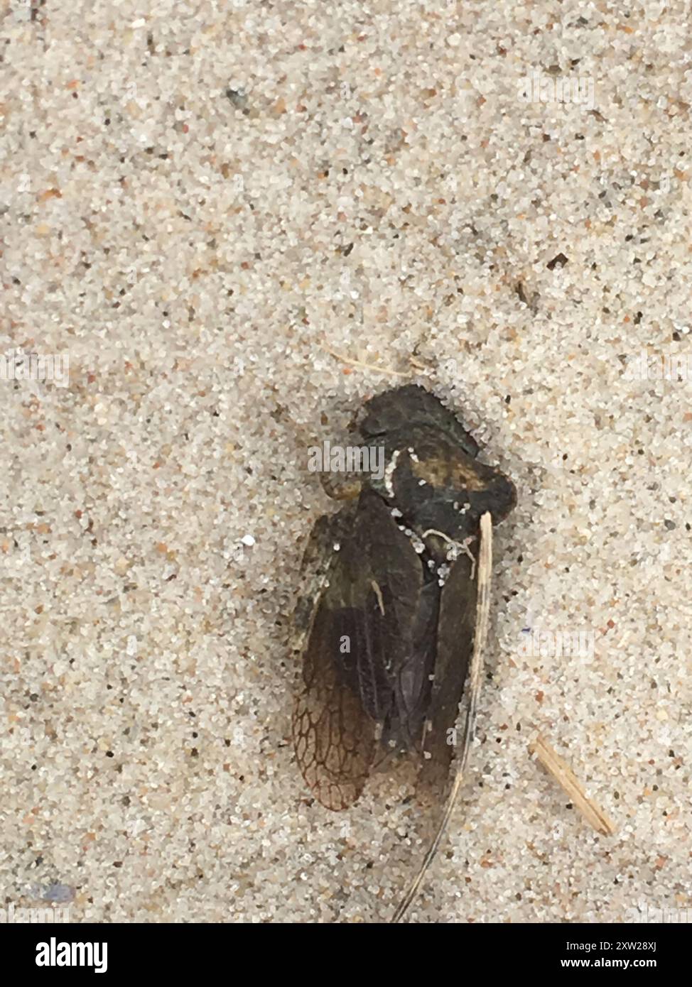 Horned Leafhopper (Ledra aurita) Insecta Stock Photo - Alamy