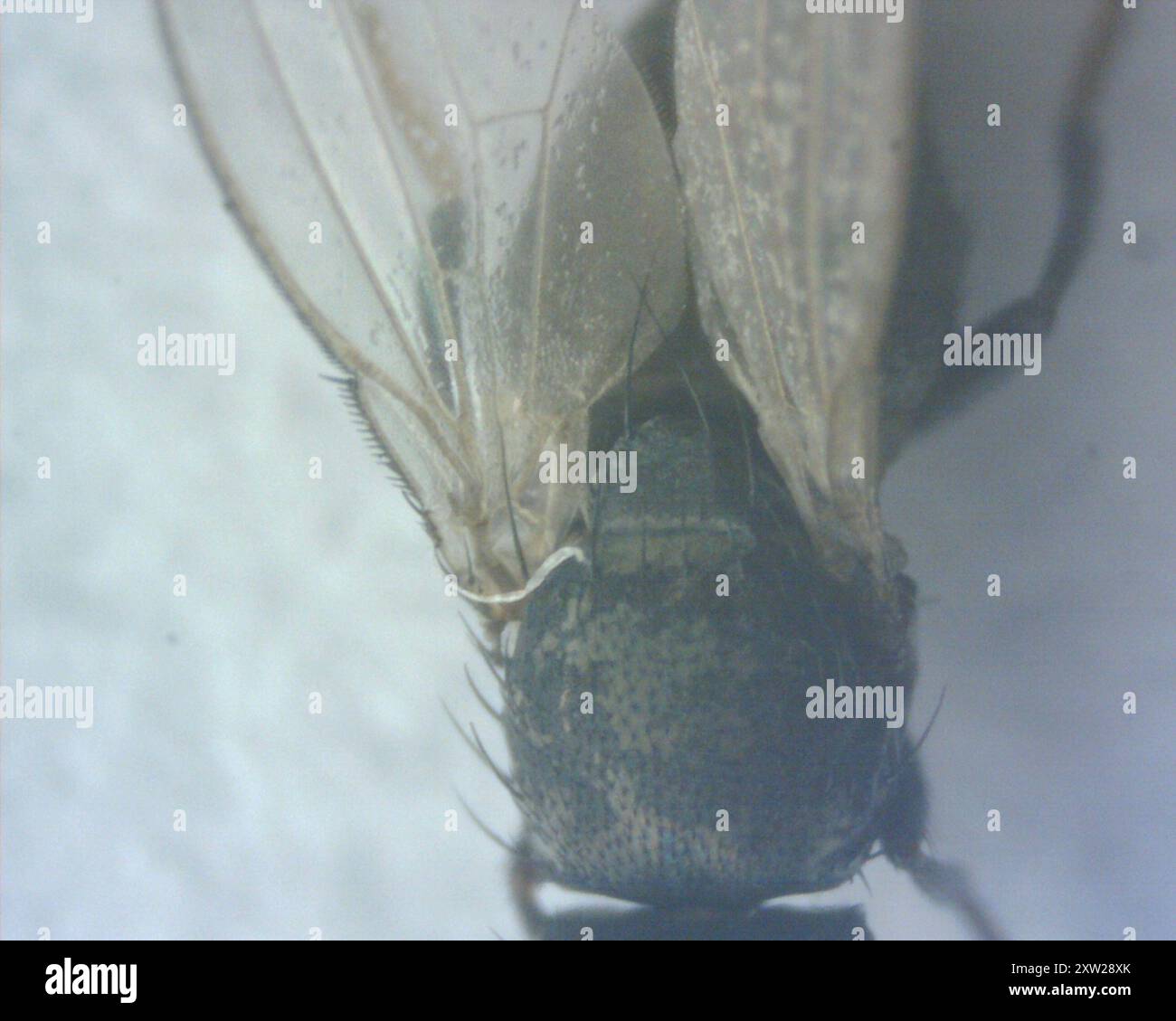 Cyclorrhaphan Flies (Cyclorrhapha) Insecta Stock Photo - Alamy