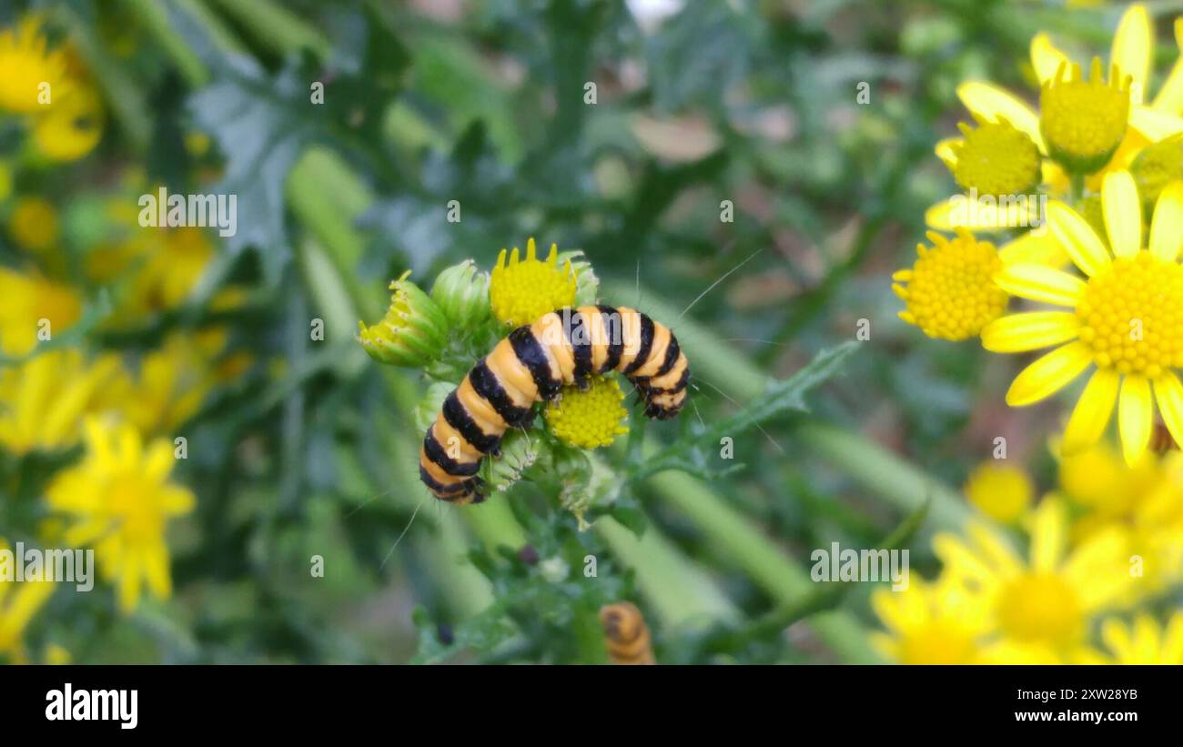Cinnabar moth (Tyria jacobaeae) Insecta Stock Photo - Alamy