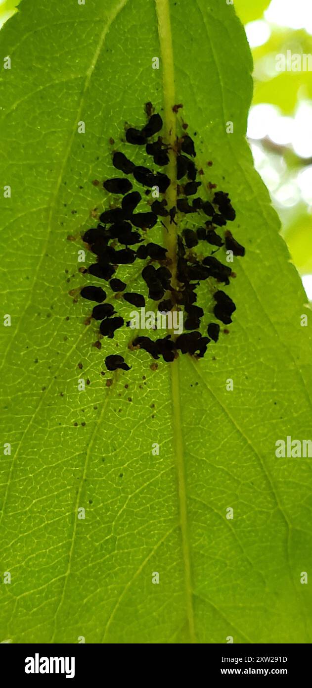 Chalcidoid Wasps (Chalcidoidea) Insecta Stock Photo - Alamy