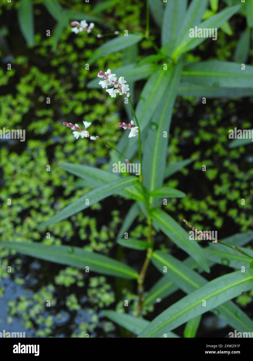 swamp smartweed (Persicaria hydropiperoides) Plantae Stock Photo - Alamy