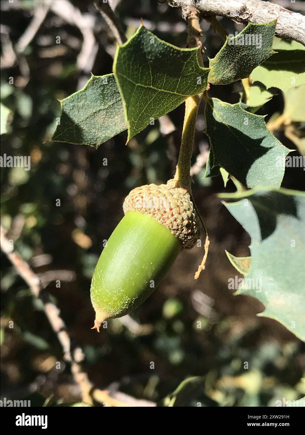 Sonoran scrub oak (Quercus turbinella) Plantae Stock Photo - Alamy