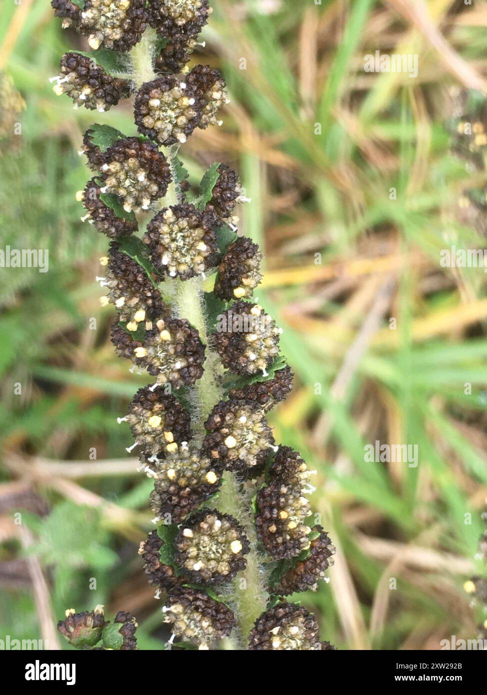 flowering plants (Angiospermae) Plantae Stock Photo - Alamy