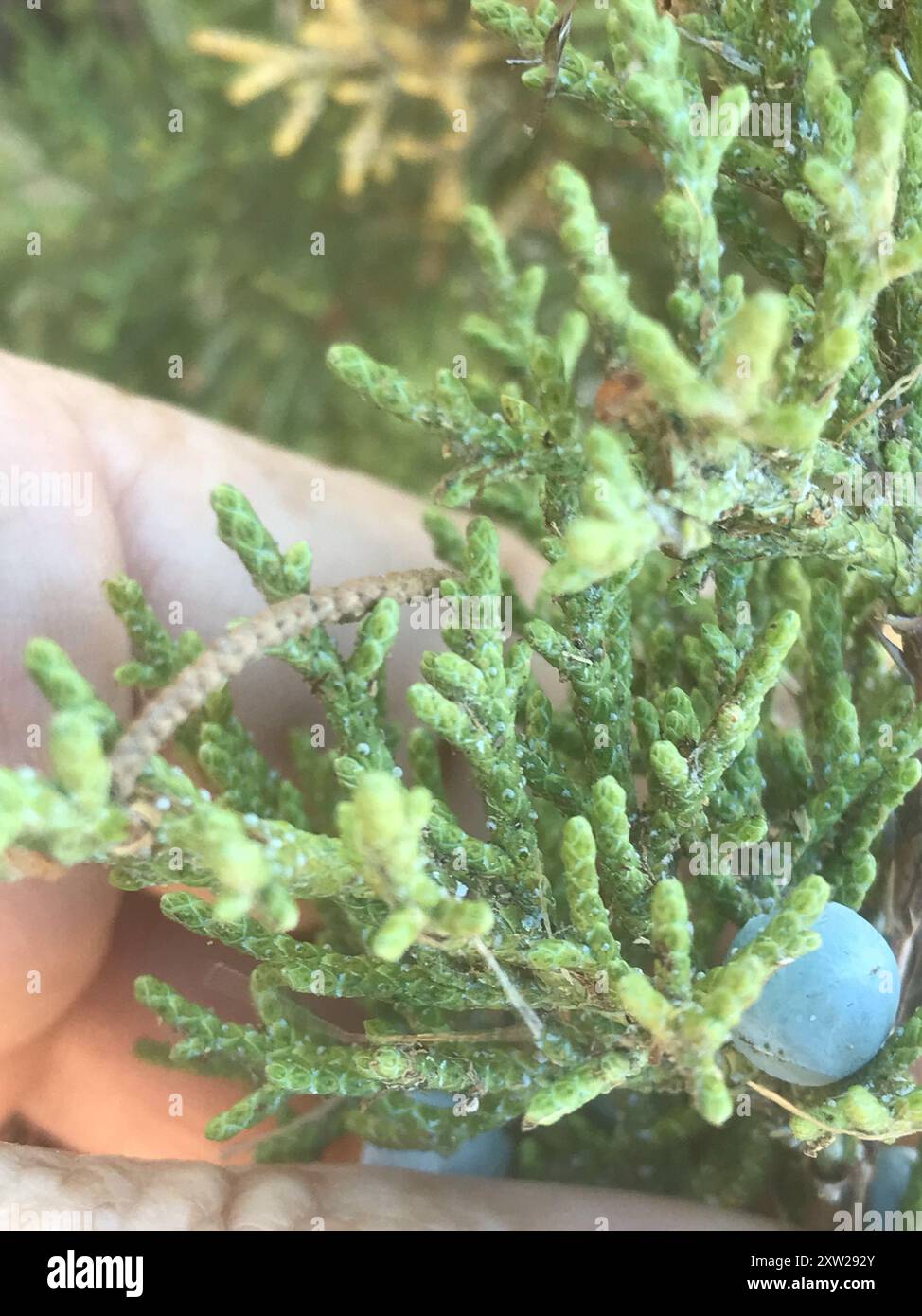 western juniper (Juniperus occidentalis) Plantae Stock Photo - Alamy