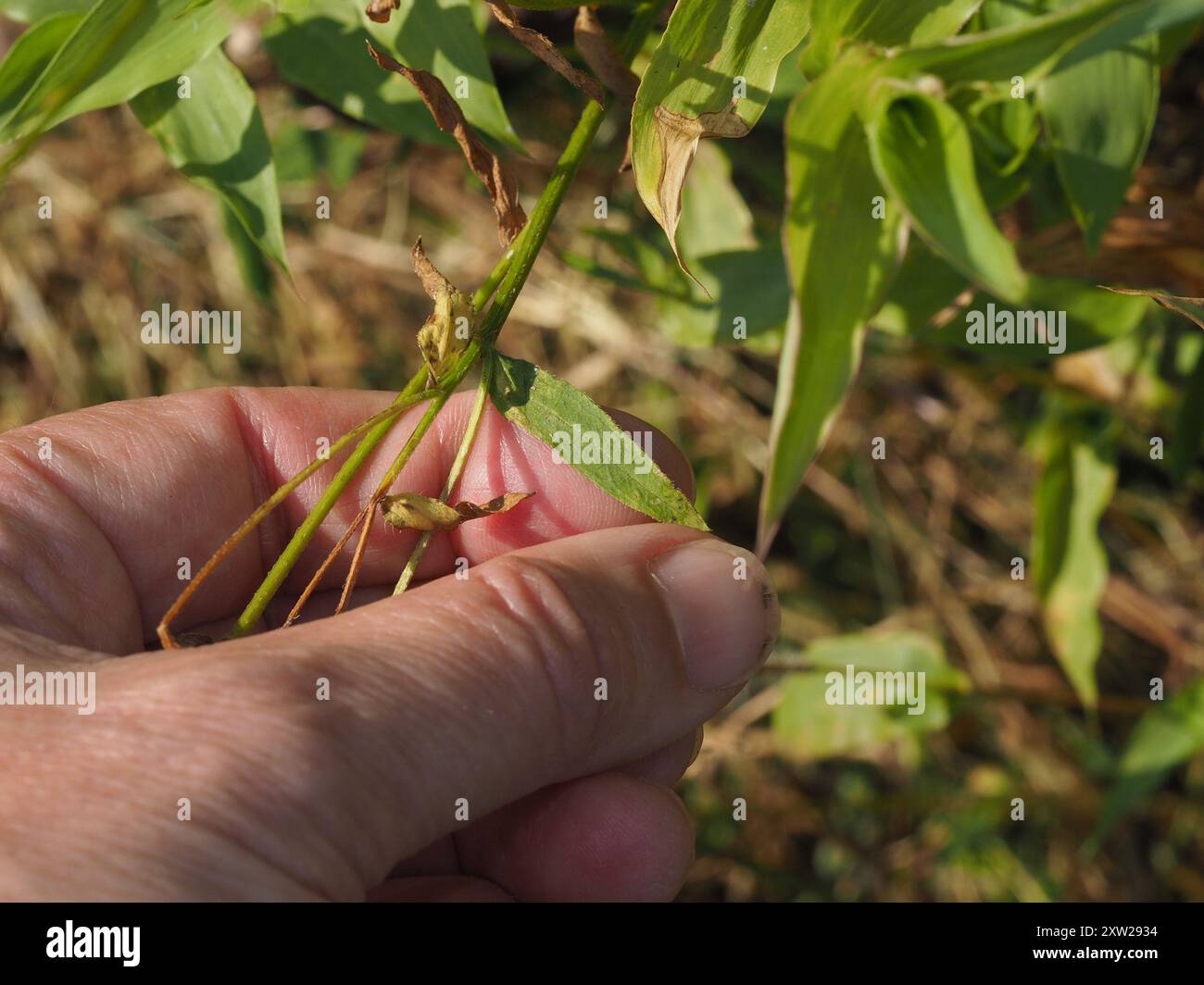 asters and allies (Astereae) Plantae Stock Photo - Alamy