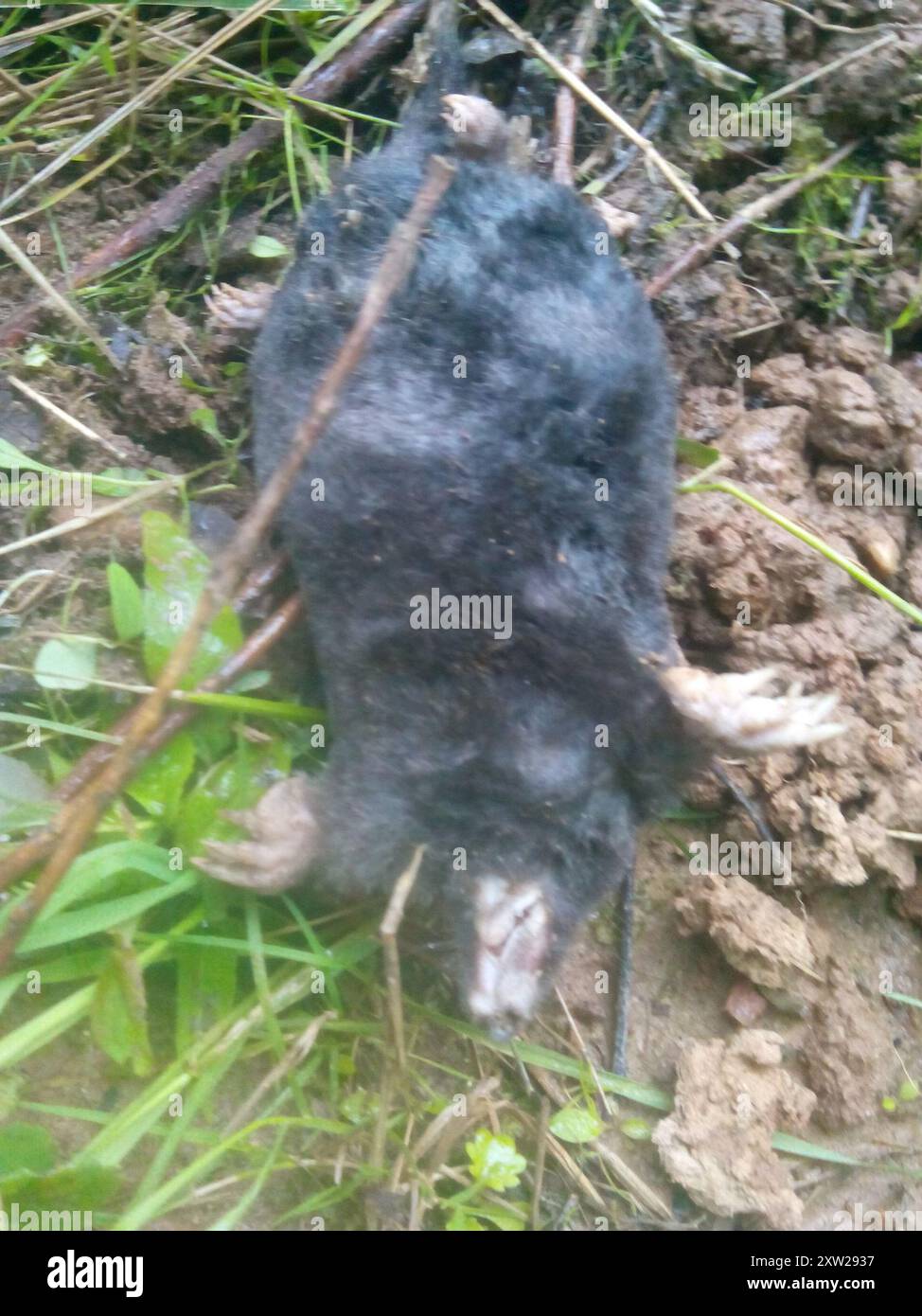 European Mole (Talpa europaea) Mammalia Stock Photo - Alamy