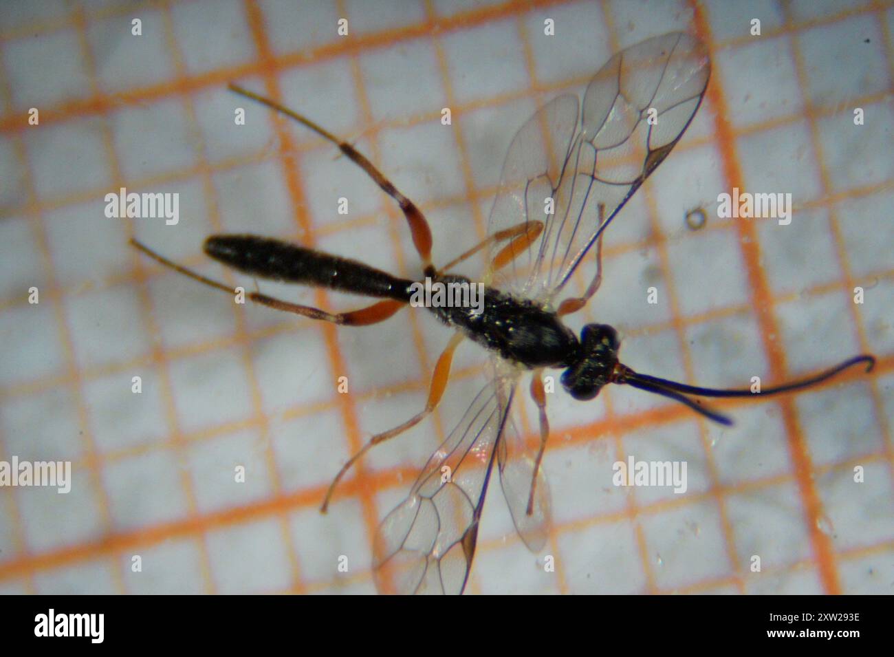 Ichneumonid Wasps (Ichneumonidae) Insecta Stock Photo - Alamy