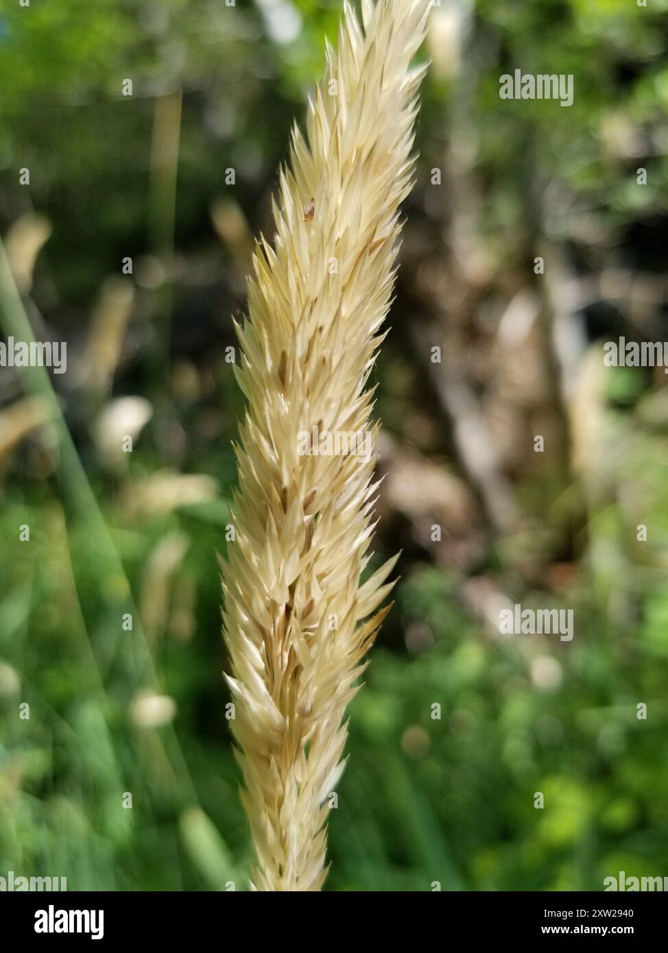 Phalaris aquatica hi-res stock photography and images - Alamy