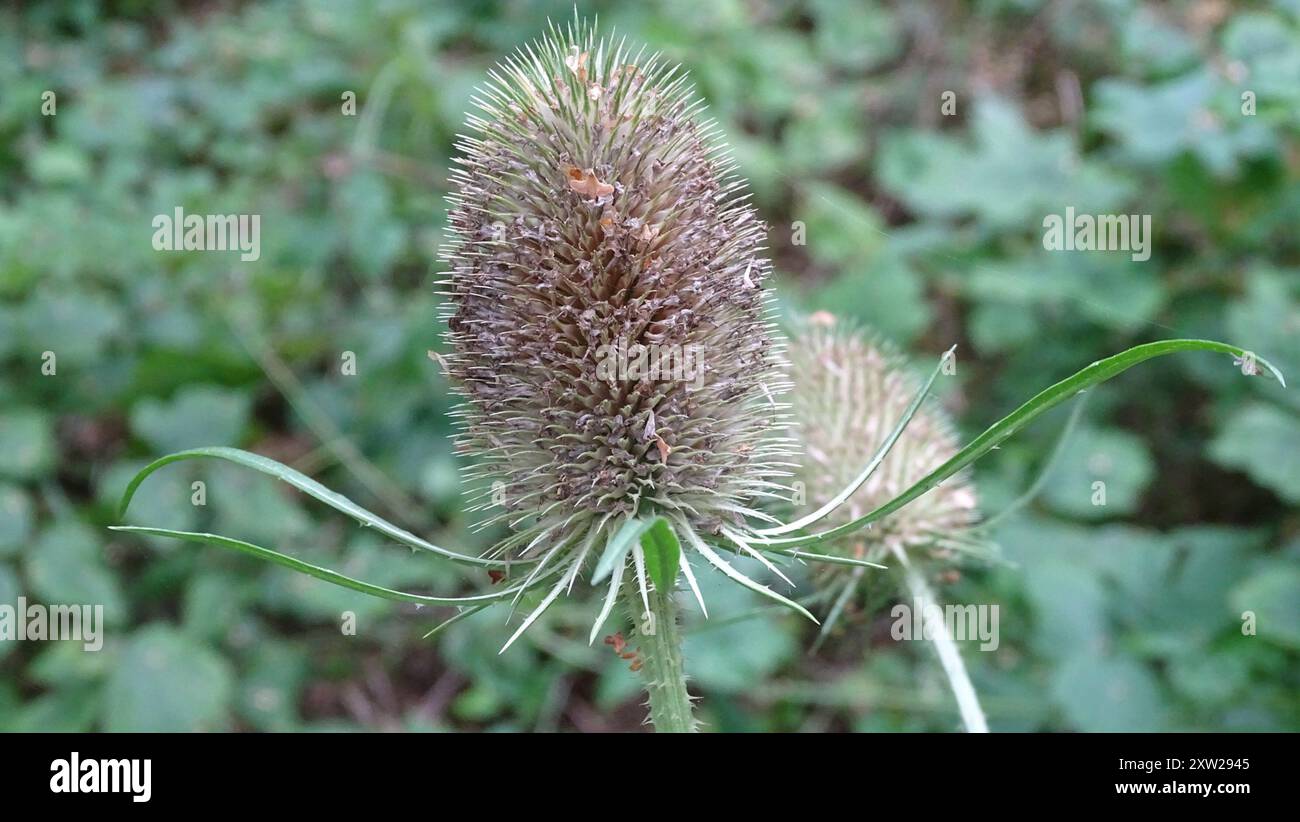 wild teasel (Dipsacus fullonum) Plantae Stock Photo - Alamy