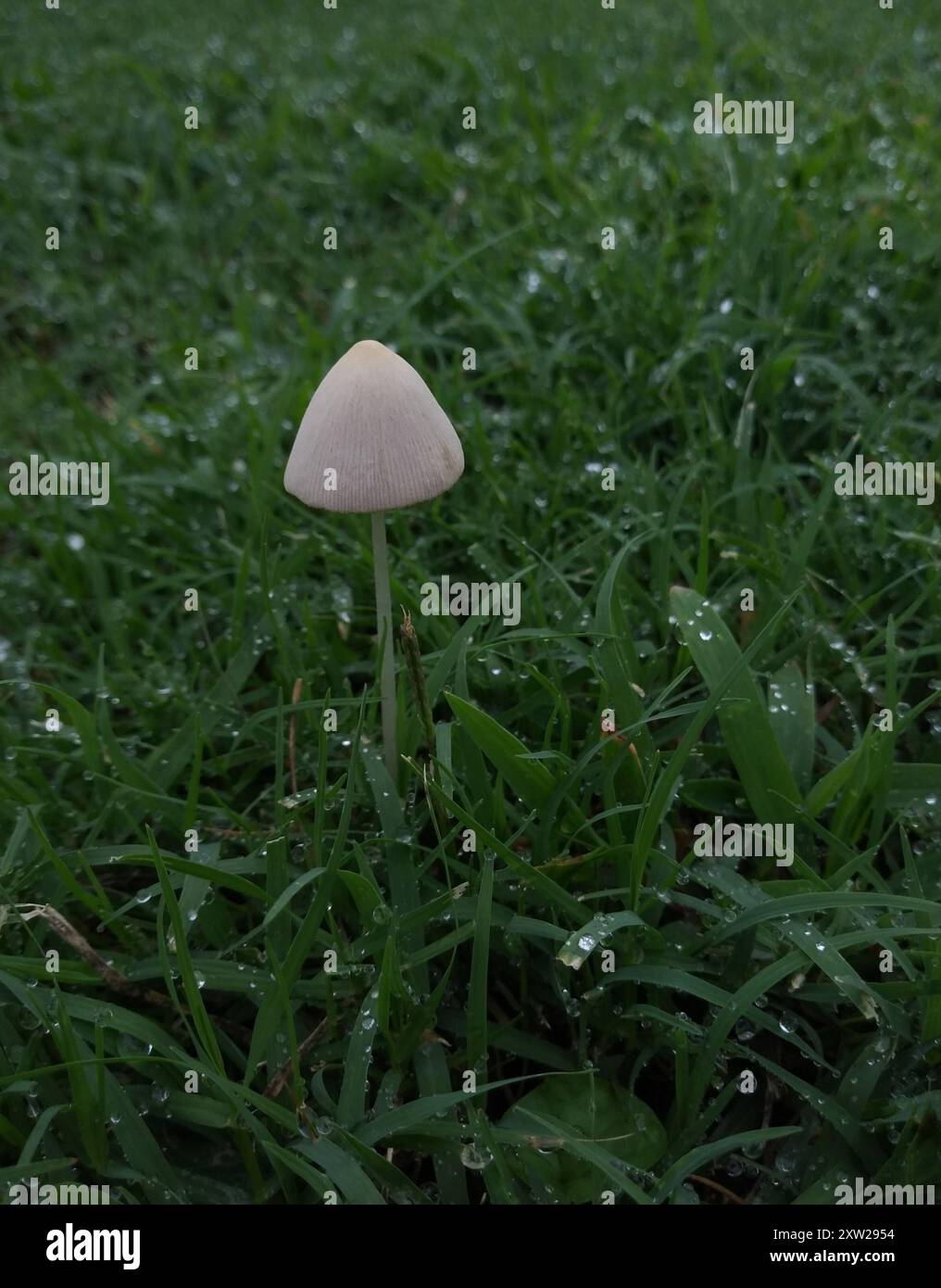 Conecaps (Conocybe) Fungi Stock Photo - Alamy