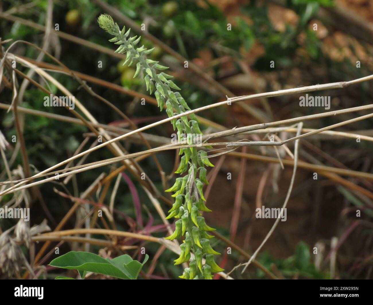 Streaked Rattlepod (Crotalaria pallida) Plantae Stock Photo - Alamy