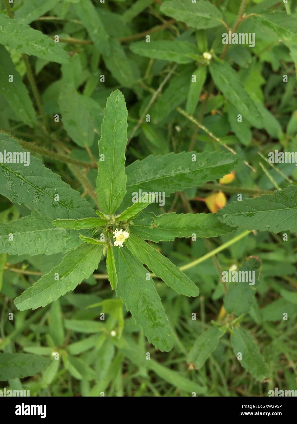 Tropic Croton (Croton glandulosus) Plantae Stock Photo - Alamy