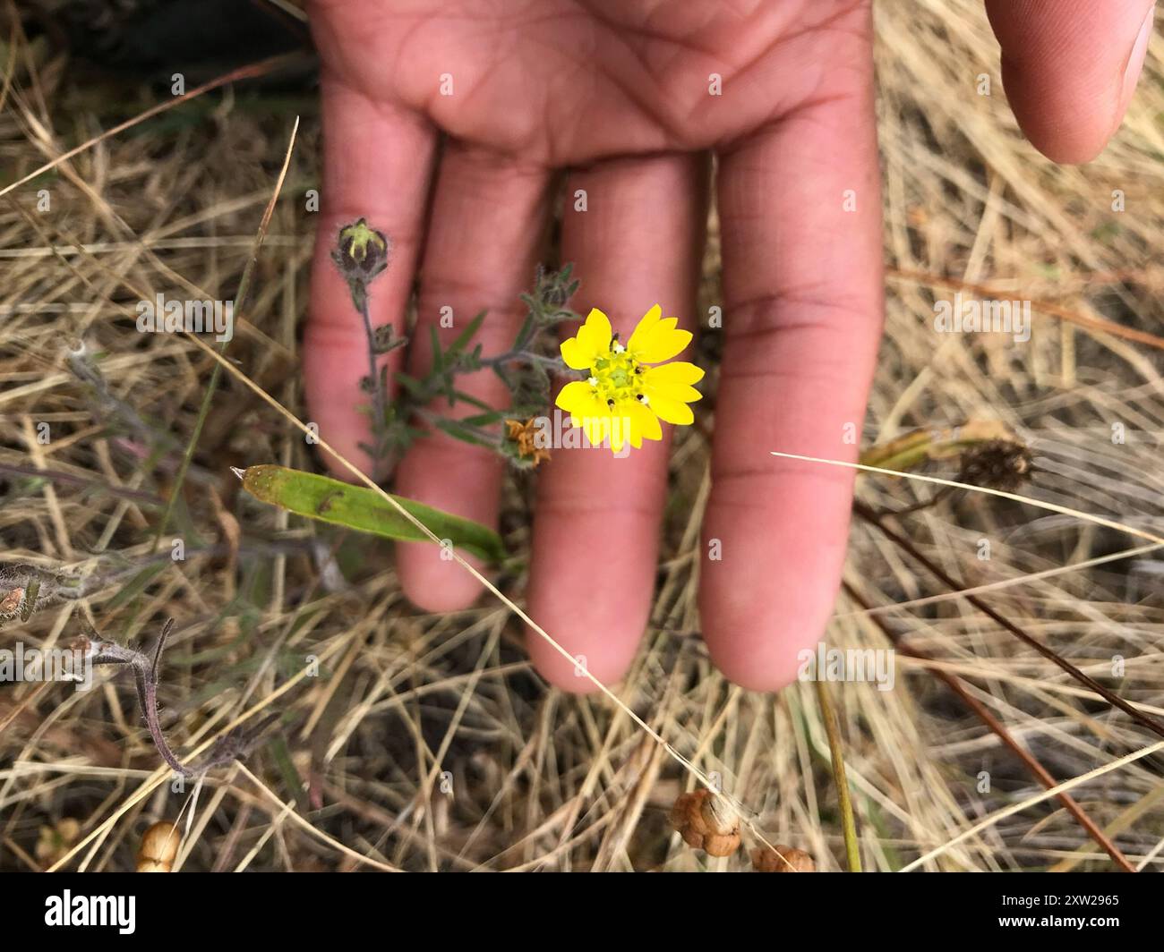 Hayfield Tarweed (Hemizonia congesta) Plantae Stock Photo - Alamy
